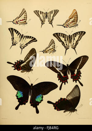 Catalogue des insectes lépidoptères dans la collection du British ...