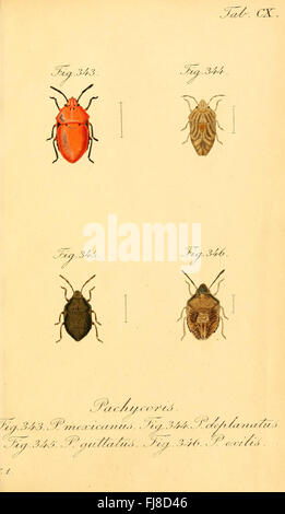 Un travail allemand sur les insectes hémiptères, axé sur l ...