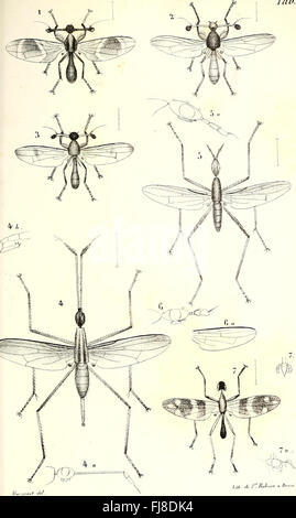 Diptères, exotiques nouveaux ou peu connus Paris Roret 1838 [43 ...