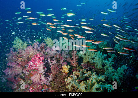 Plongeur au Coral Reef Similan La mer d'Andaman en Thaïlande Photo ...