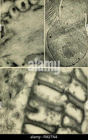 'Electron-microscopic structure of protozoa' (1963) présente des images ...