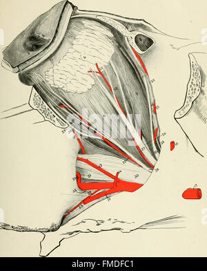 Orientations pour la dissection et l'étude des nerfs crâniens et les ...