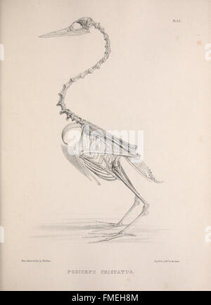 'Osteologia avium' fournit une étude anatomique des squelettes d ...