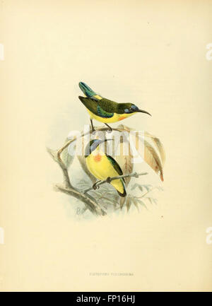 Cette monographie examine la famille *Nectariniidae* (oiseaux solaires ...