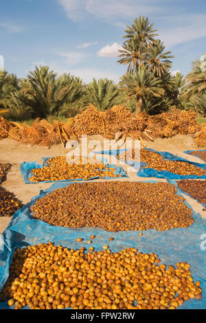 Palmier dattier (Phoenix dactylifera). Les dates de récolte sont ...