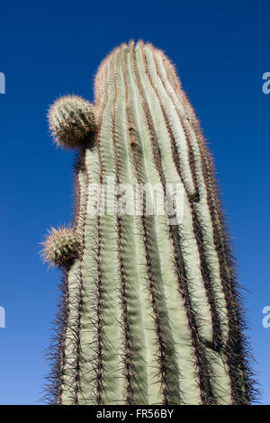 Immense cactus saguaro (Carnegiea gigantea) avec la lune vue entre ses ...