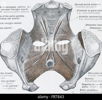 . Un atlas de l'anatomie humaine pour les étudiants et les médecins. L ...