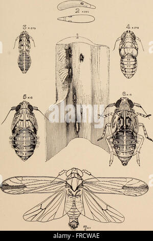 Ce travail examine les différents insectes nuisibles qui affectent les ...
