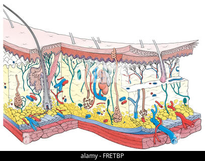 Cross-section illustration de la peau humaine, composé de trois couches ...