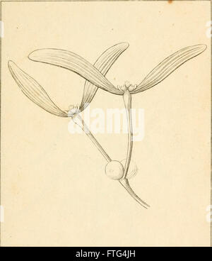 Elements of the Science of Botany (1809) de Linnaeus présente son ...