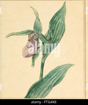 Un ouvrage de 1809 présentant le système de classification botanique de ...