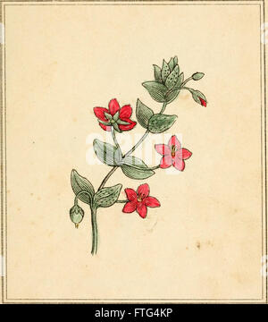 Un ouvrage de 1809 décrivant le système de classification botanique de ...