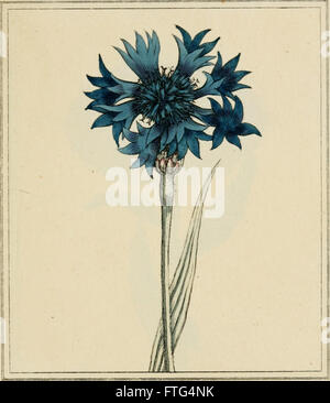 Elements of the Science of Botany (1812) présente le système de ...