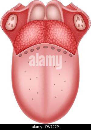 Dessin animé de la structure de l'anatomie de la langue humaine ...