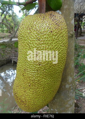 Arbre de Jackfruit, arbre de Jack, fruit à pain, Artocarpus ...