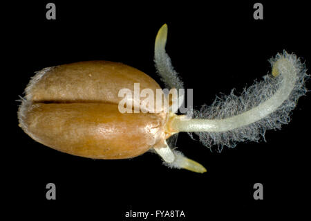 La germination des semences de blé avec racines et formant la radicule ...