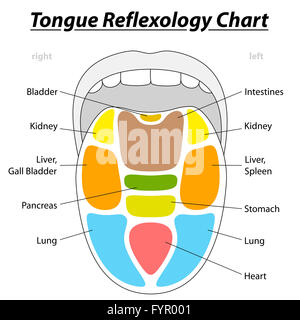 La réflexologie langue graphique avec description correspondant aux ...