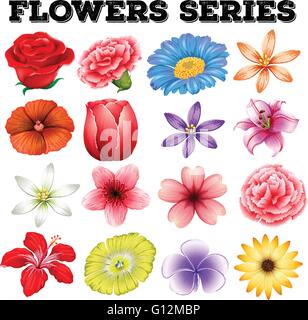 Différents types de fleurs illustration Image Vectorielle Stock - Alamy