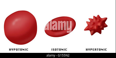 Illustration montrant l'effet de l'isotonique, hypertonique hypotonique ...