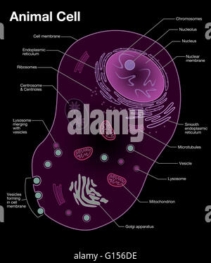 Schéma d'une cellule animale typique, avec les caractéristiques ...