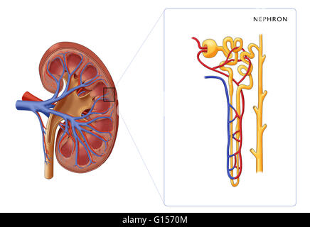 Illustration de la structure d'un néphron (la structure de base et l ...