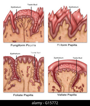 Illustration détaillant les quatre types de papille linguale et où ils ...