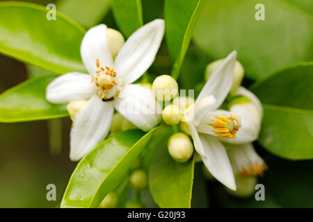 Fleurs de pamplemousse. Citrus x paradisi Photo Stock - Alamy