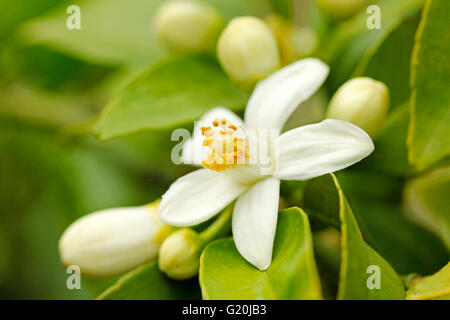 Fleurs de pamplemousse. Citrus x paradisi Photo Stock - Alamy
