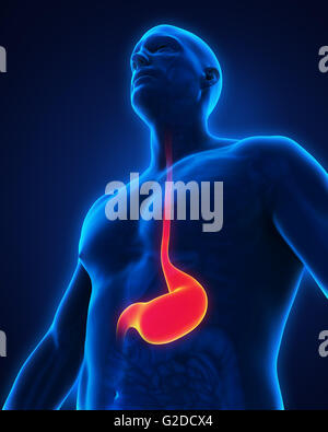 Anatomie du système digestif humain Photo Stock - Alamy