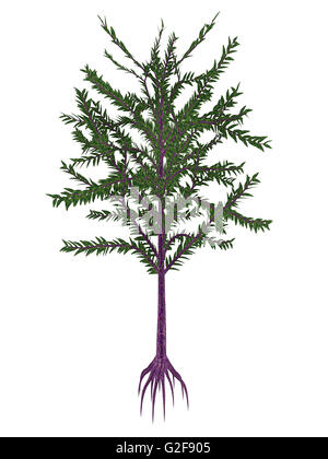 Les végétaux de la période du Trias Photo Stock - Alamy