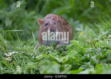 Rat surmulot (Rattus norvegicus) en regardant la caméra. Alimentation ...