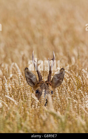 Chevreuil Buck dans un champ de blé. Les chevreuils sauvages Banque D ...