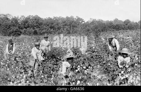 Les esclaves afro-américains dans une plantation de coton cueillette ...