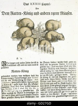 Un roi de rat Photo Stock - Alamy