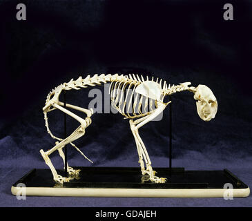 SQUELETTE DE CHAT Photo Stock - Alamy