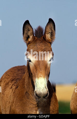 Mule, croisement entre un âne et un cheval femelle Photo Stock - Alamy