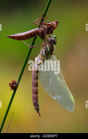 Libellule rouge eurasien (Sympetrum depressiusculum) femelle sur une ...