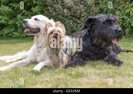 Golden Retriever Langue géant Photo Stock - Alamy