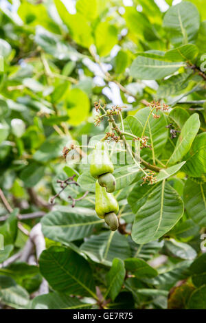 Les noix de cajou sur l'arbre dans la forêt amazonienne - anacarde ...