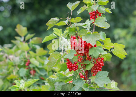 Groseilles sur le bush à un anglais Choisissez votre propre ferme Photo ...