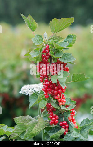 Groseilles sur le bush à un anglais Choisissez votre propre ferme ...