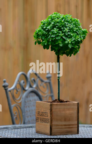 Griechischer Basilikum Basilic 'Arbre', dans Mini-Stamm Topf, Ocimum ...