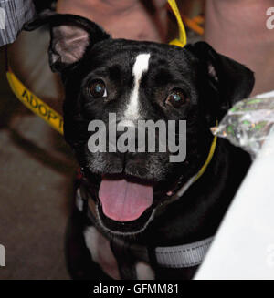 Shubert Alley, New York, New York. 30 juillet, 2016. 'Matilda' acteurs ...