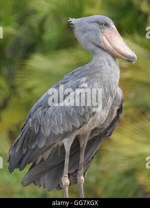 Un oiseau bec-en-sabot, également connu sous le nom de whalehead ou ...