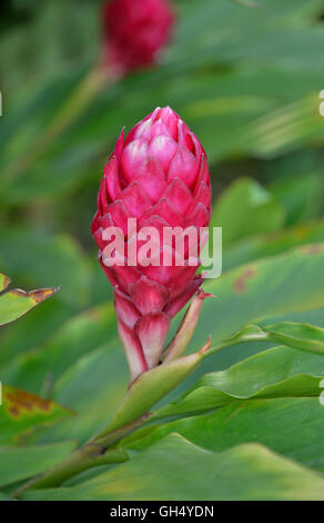 Fleur de gingembre (Zingiber officinale), Cameroun, Afrique centrale ...