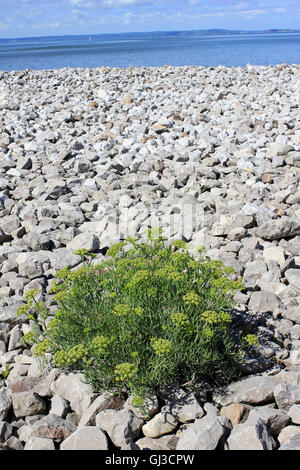 Rock samphire (Crithmum maritimum) plantes en fleurs. Une plante ...
