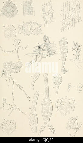 Sur la germination, le développement et la fructification de la plaque ...