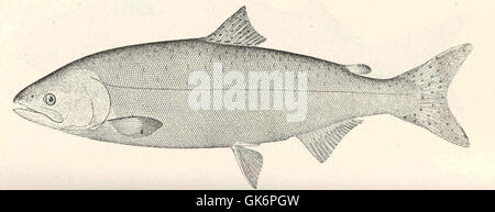 Le saumon quinnat royal est une espèce prisée connue pour sa grande ...