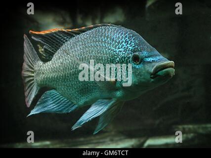 Oreochromis tanganicae Tilapia Tanganyikan, ou un poisson cichlidé ...