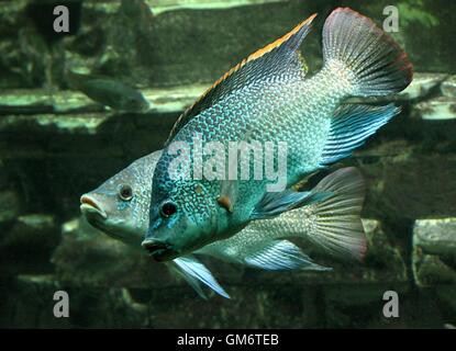 Oreochromis tanganicae Tilapia Tanganyikan, ou un poisson cichlidé ...